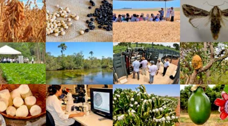 Tecnologias geradas nos 40 primeiros anos da Embrapa Cerrados são ...