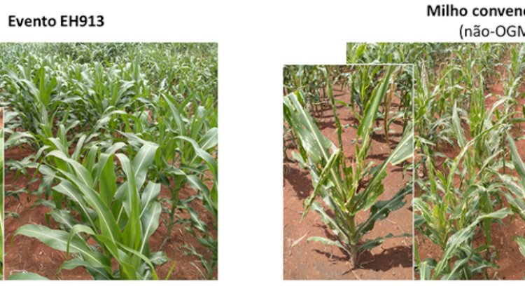 CTNBio aprova uso comercial de milho transgênico resistente a lagartas ...