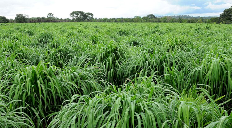 Nova cultivar de capim-andropogon apresenta maior produtividade em ...